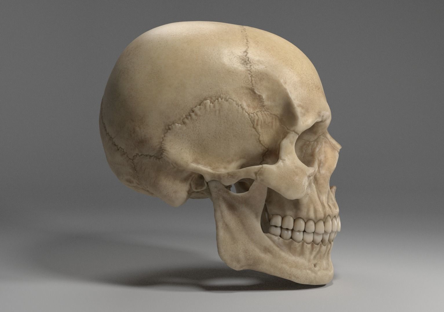 3D Realistic Human Skull model 3D model | CGTrader