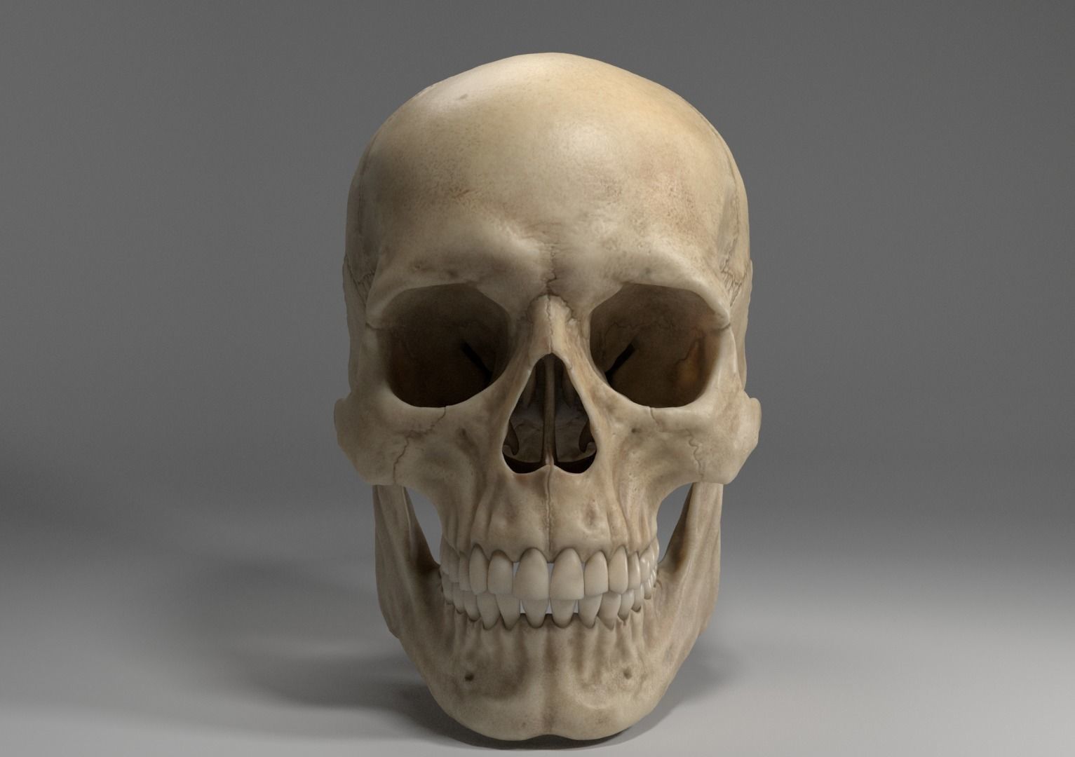 3D Realistic Human Skull model 3D model | CGTrader