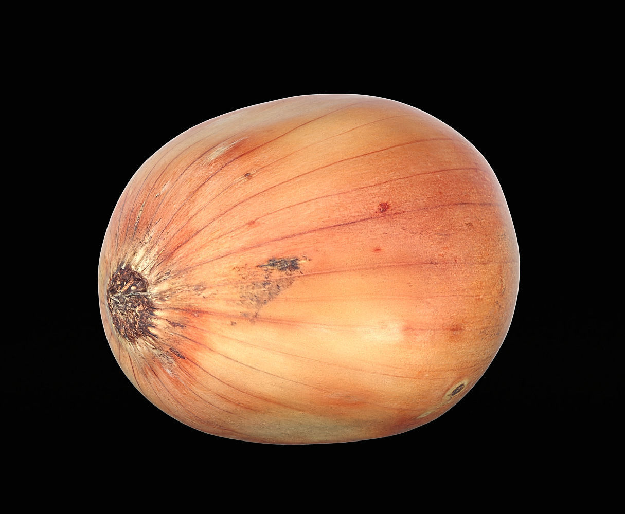 3D model Onion VR / AR / low-poly | CGTrader