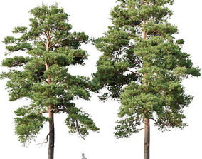 Free Pine tree 3D Models | CGTrader