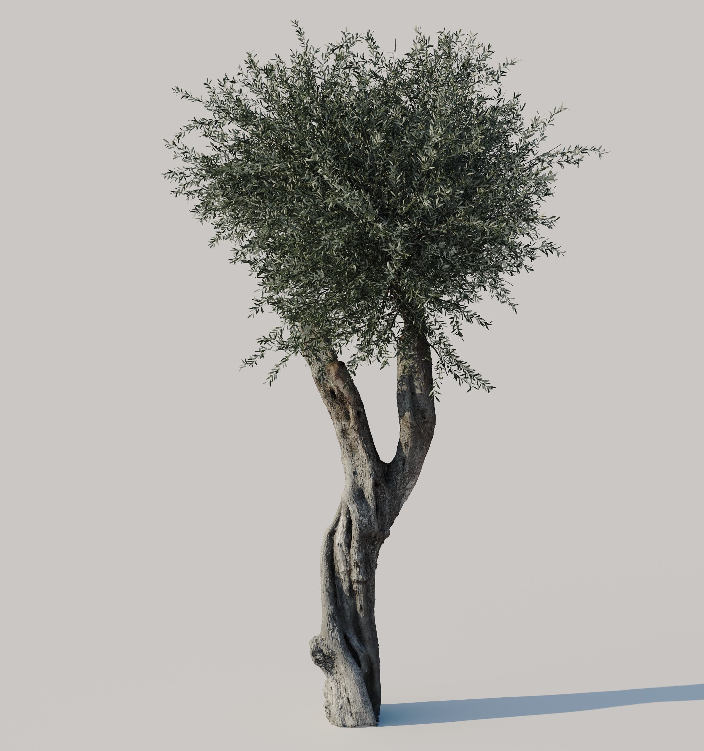 Olive Tree 3D model | CGTrader