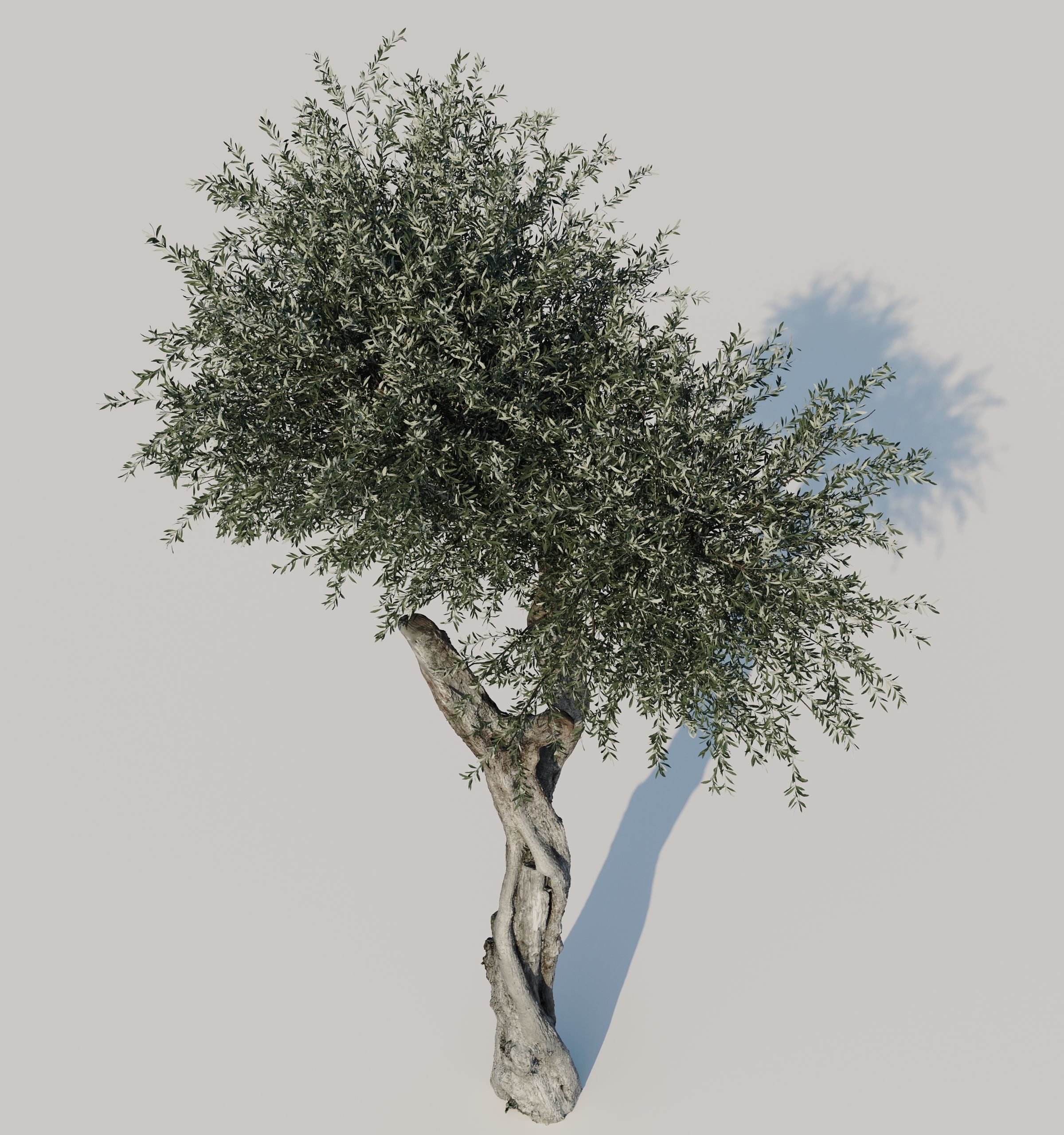 Olive Tree 3D model | CGTrader