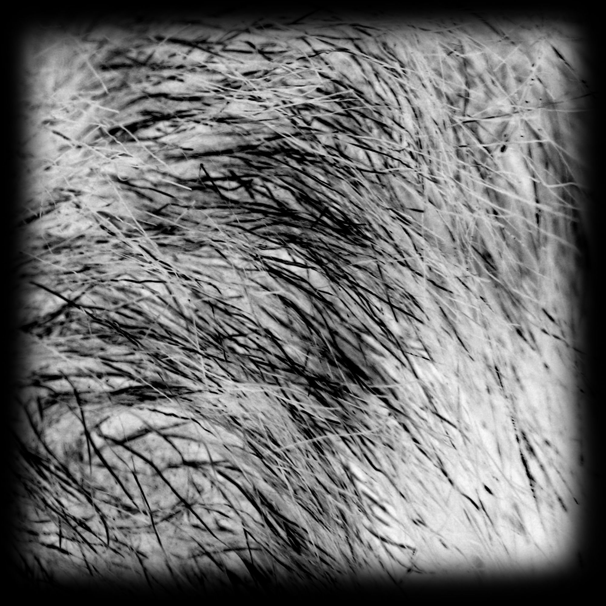 ZBRUSH - 2K FUR ALPHA PACK free 3D model | CGTrader