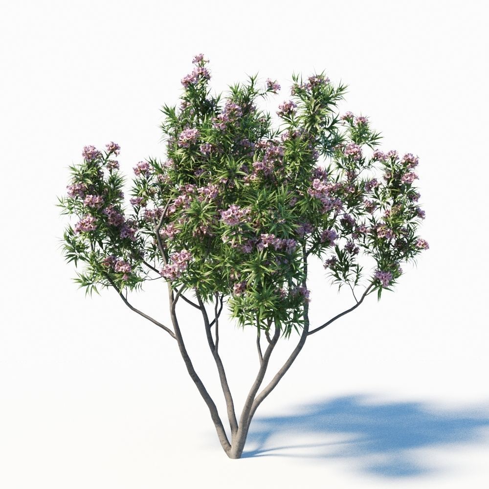 Pink Dawn Tree - Chitalpa Tashkentensis 3D model | CGTrader