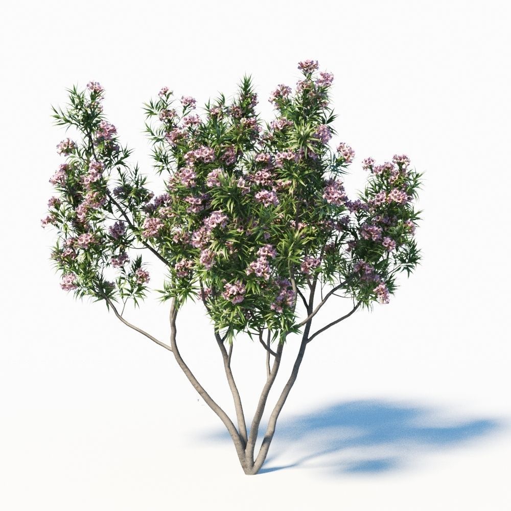 Pink Dawn Tree - Chitalpa Tashkentensis 3D model | CGTrader