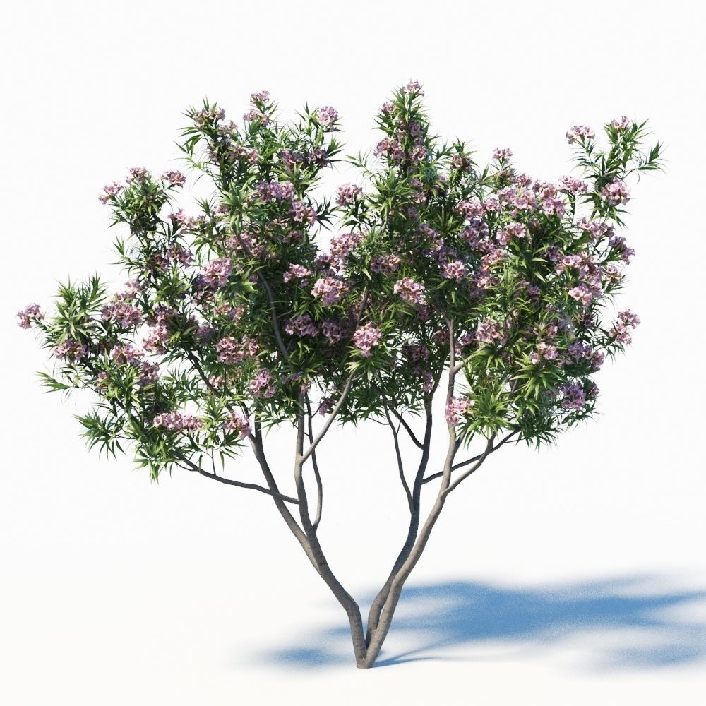 Pink Dawn Tree - Chitalpa Tashkentensis 3D model | CGTrader