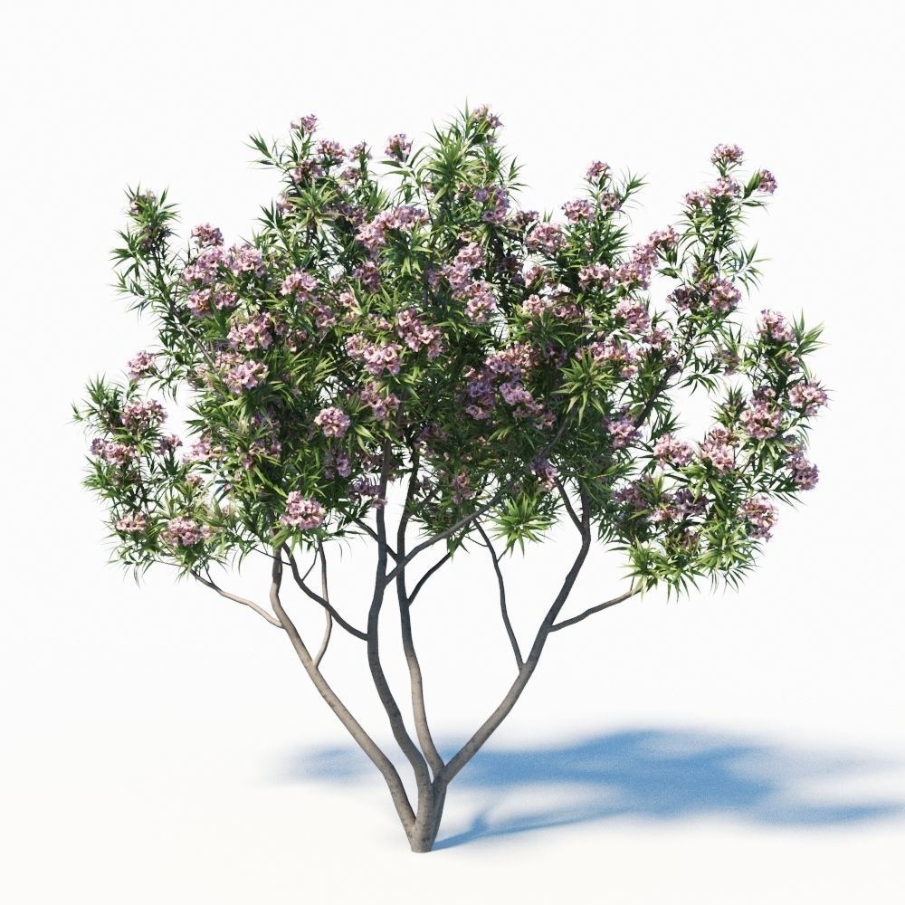 Pink Dawn Tree - Chitalpa Tashkentensis 3D model | CGTrader