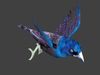 common grackle animated 3D model animated rigged | CGTrader