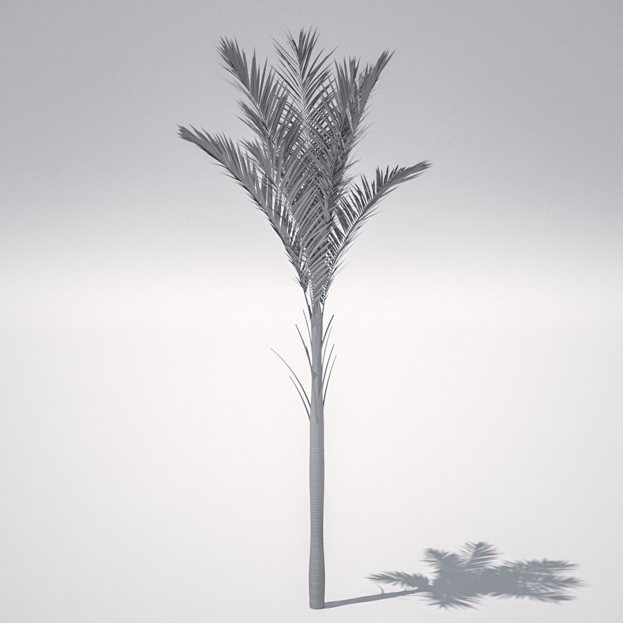 Palm - Metroxylon Sagu 3D model | CGTrader