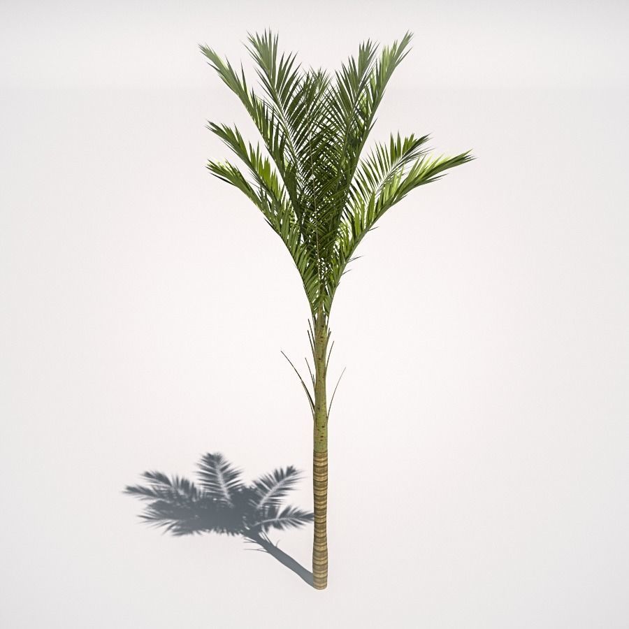 Palm - Metroxylon Sagu 3D model | CGTrader