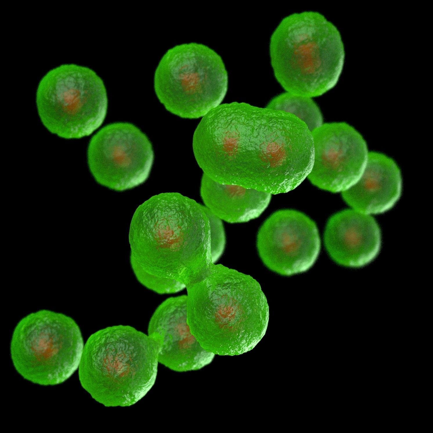 3D model Cell division by mitosis 3D model animated | CGTrader