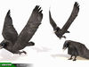 3D model Low-poly Crow Rigged Animated 3D model VR / AR / low-poly ...