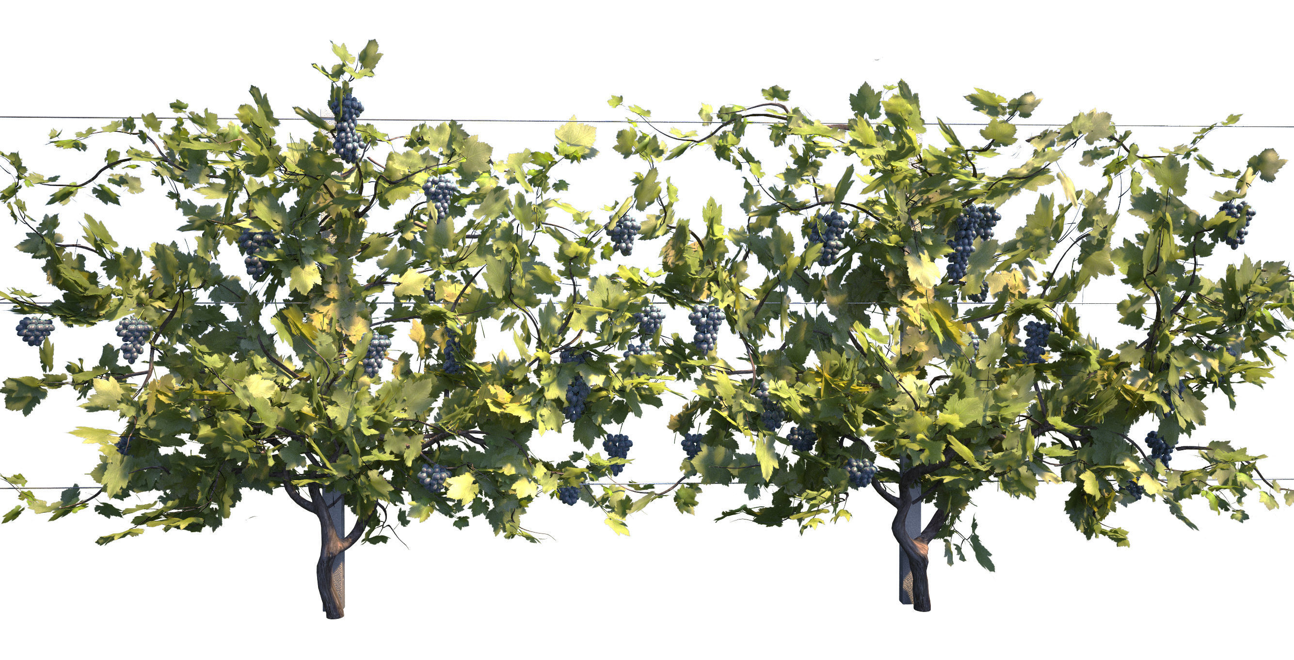Wine Plant Vineyard Grapes fruits v1 3d model 3D model | CGTrader