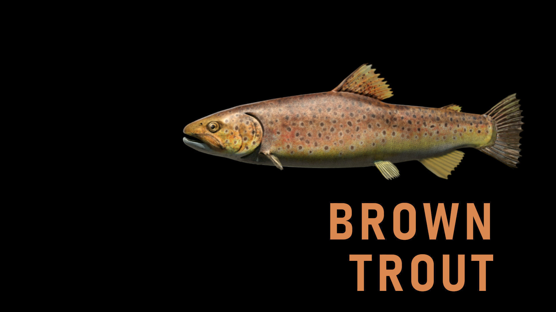 3D model Brown Trout VR / AR / low-poly rigged animated | CGTrader