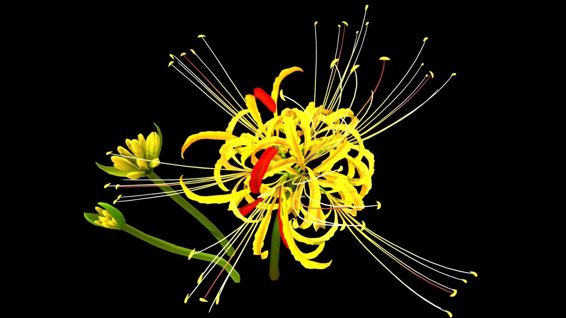 3D model Flower Lycoris Radiata VR / AR / low-poly | CGTrader