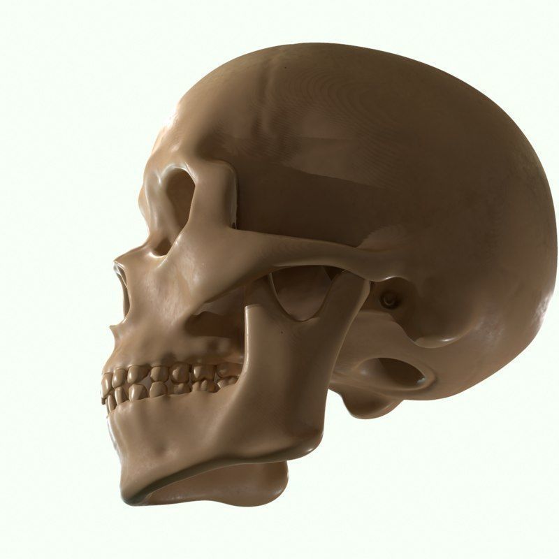 Full Head Muscle Anatomy 3D model | CGTrader