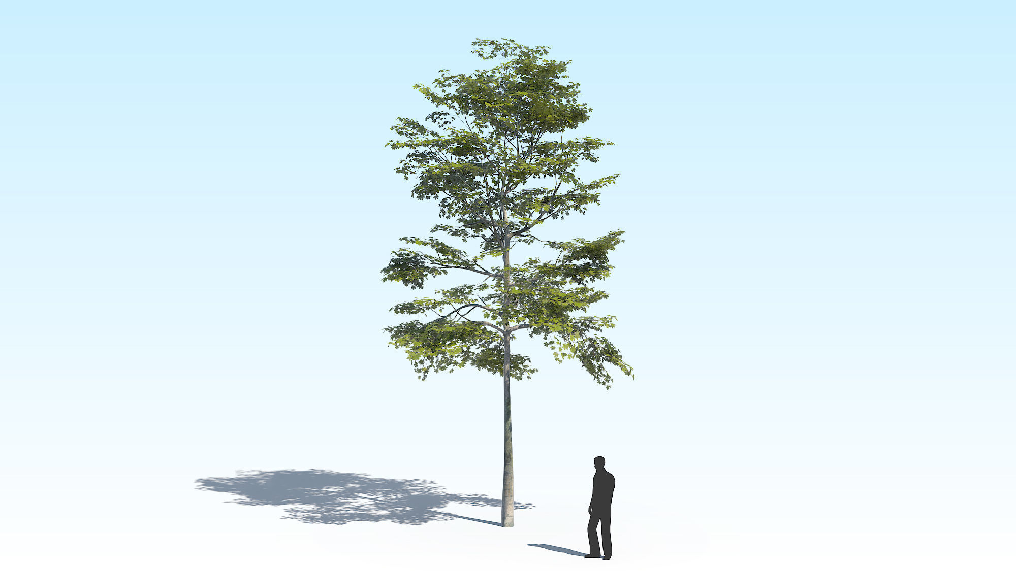 Maple Acer Tree 10 ArchViz 3D model | CGTrader
