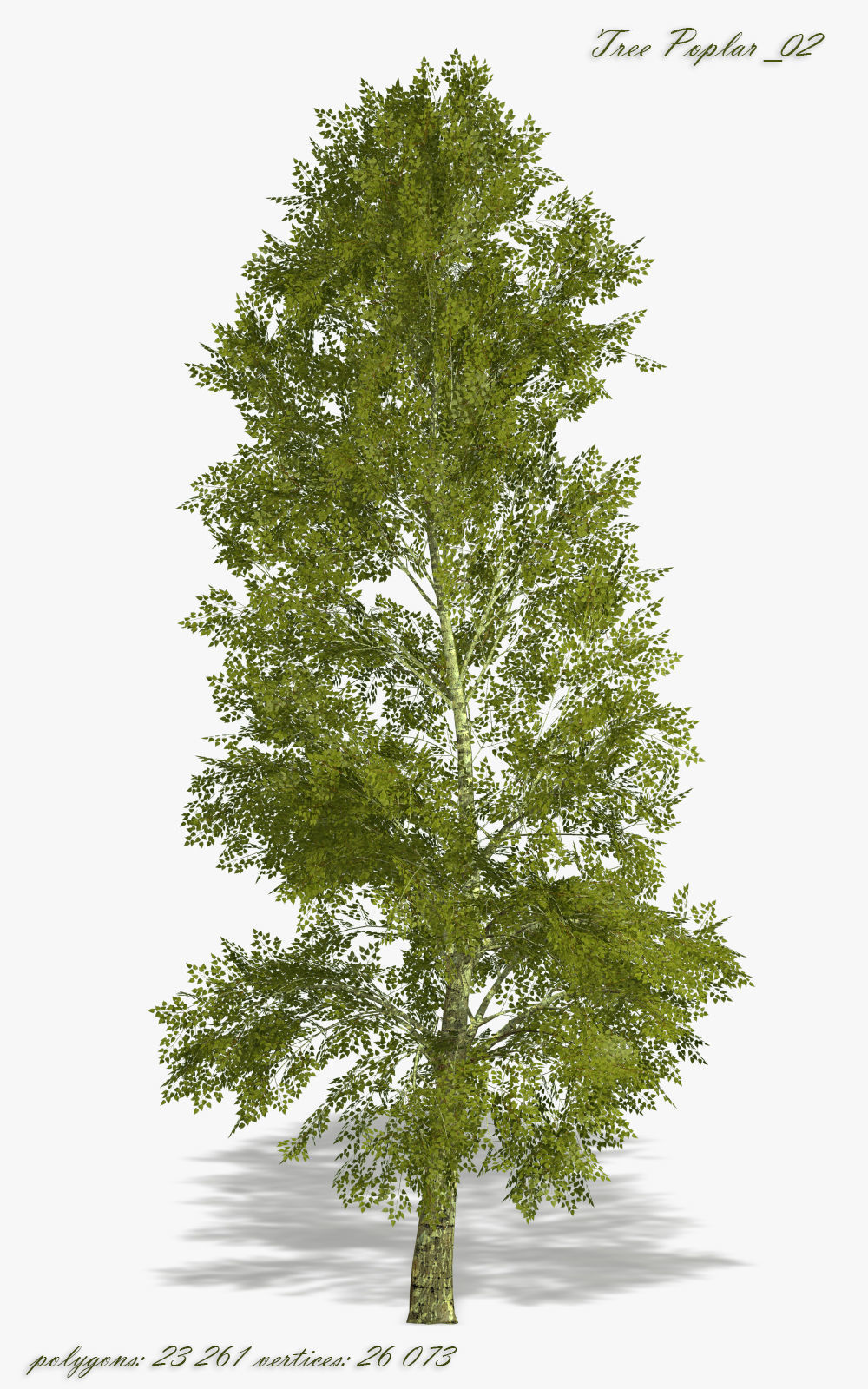 Tree Poplar 3D model | CGTrader