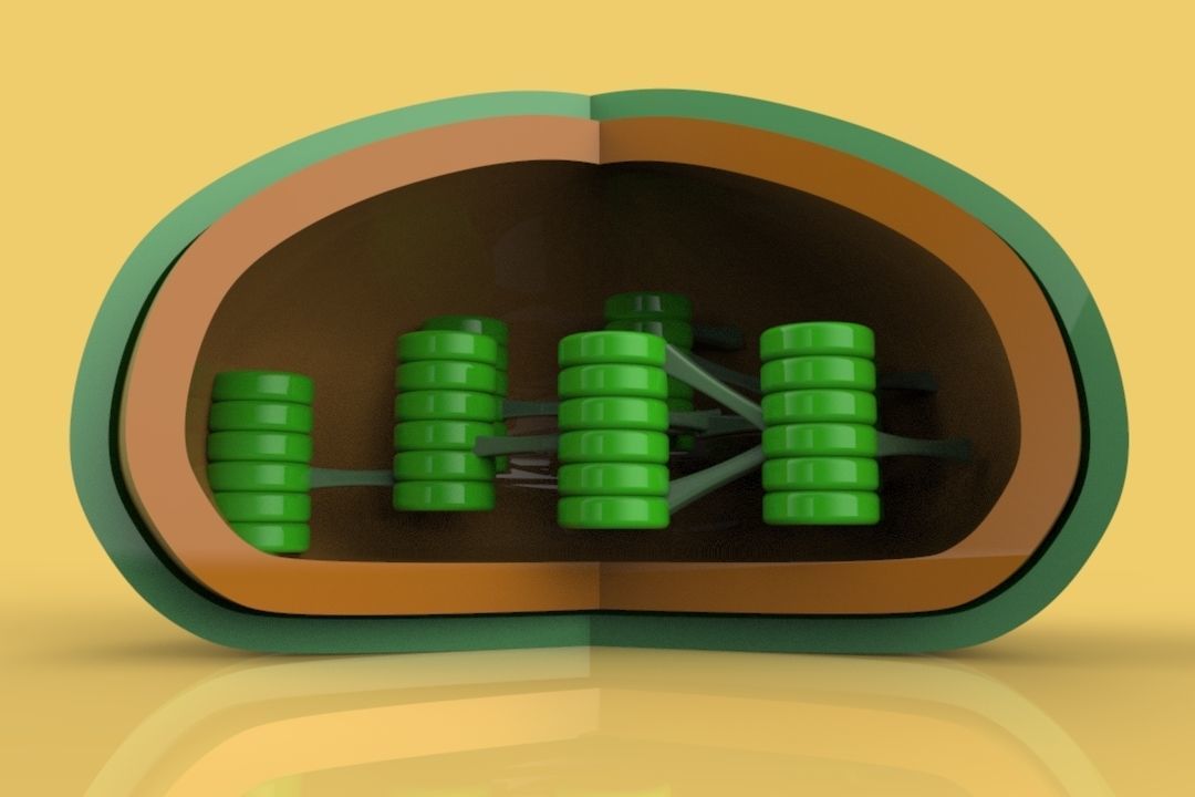 Chloroplast cell with parts 3D model | CGTrader
