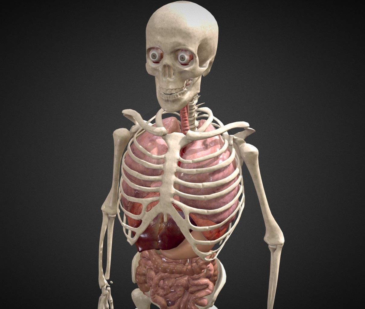 3D model Animated human body anatomy VR / AR / low-poly animated | CGTrader