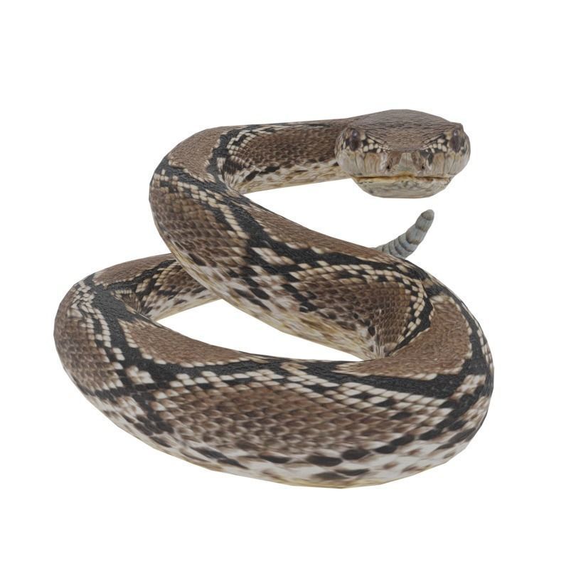 Low Poly Snake 3D model | CGTrader