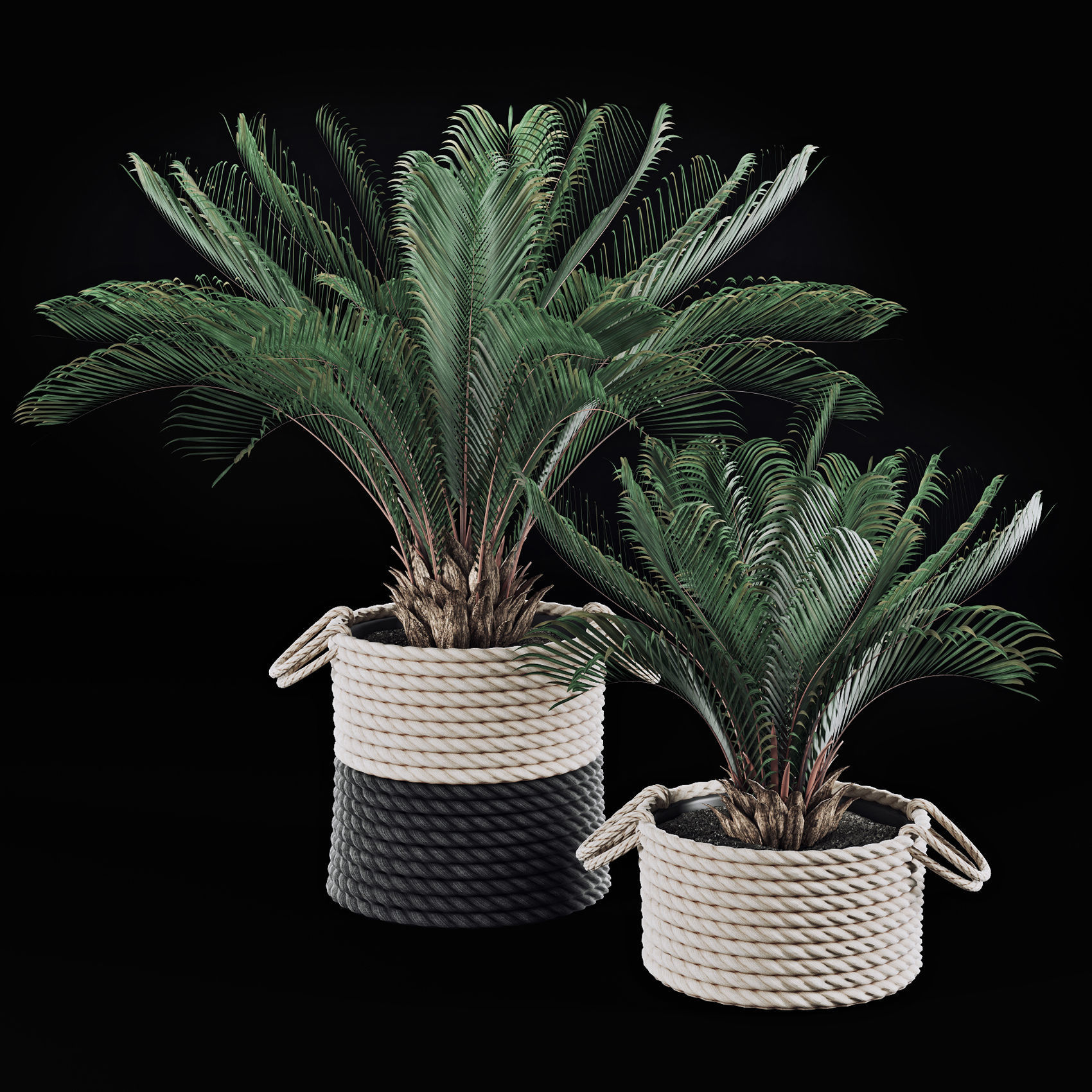 Palms in baskets 3D model | CGTrader