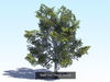 Acer Maple Trees Mega Pack 3D Model Collection | CGTrader