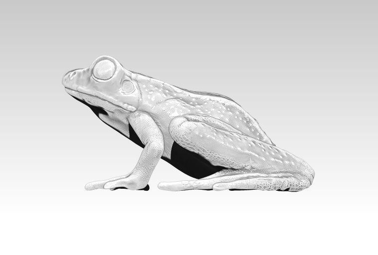 Detailed Realistic Frog 3D model 3D printable | CGTrader