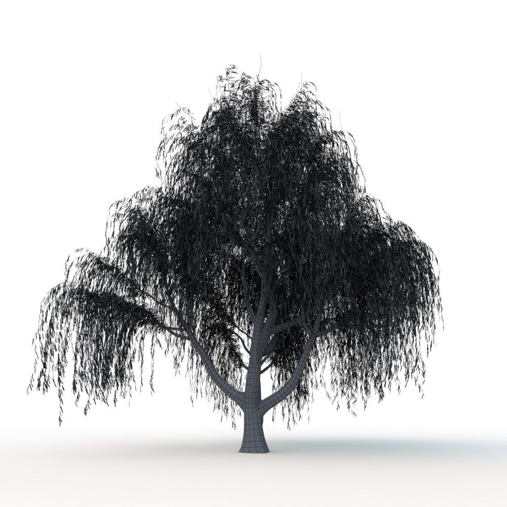 willow tree 3D model | CGTrader