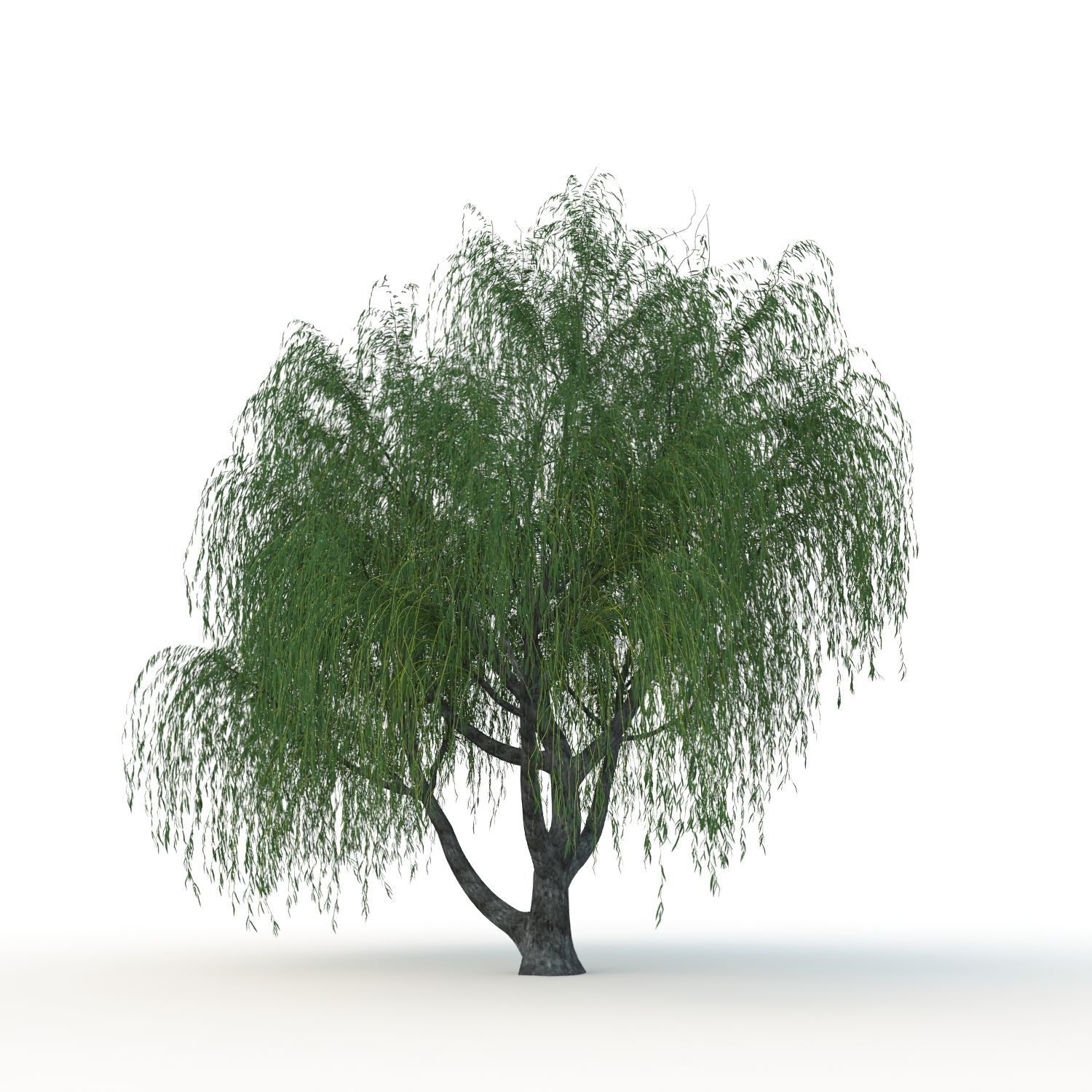 willow tree 3D model | CGTrader