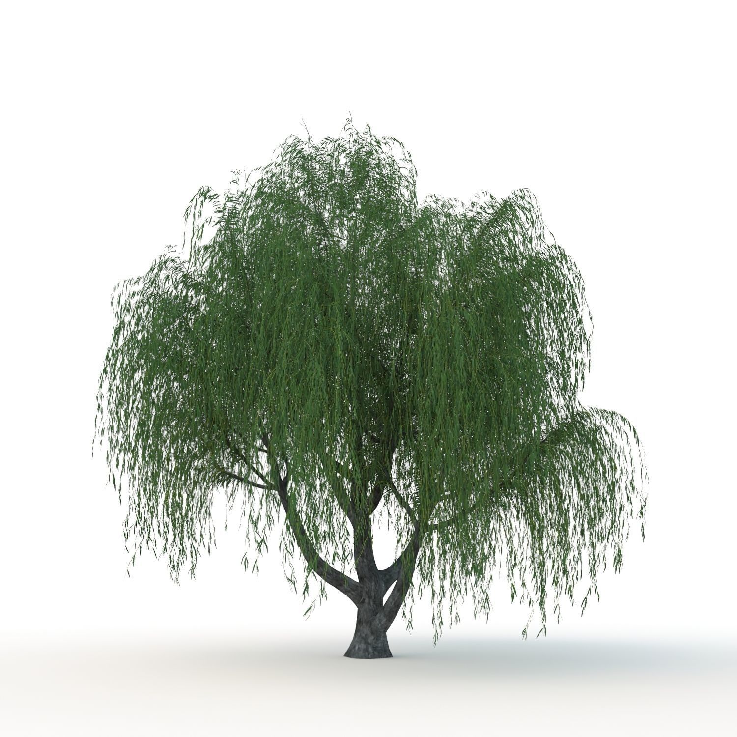 willow tree 3D model | CGTrader
