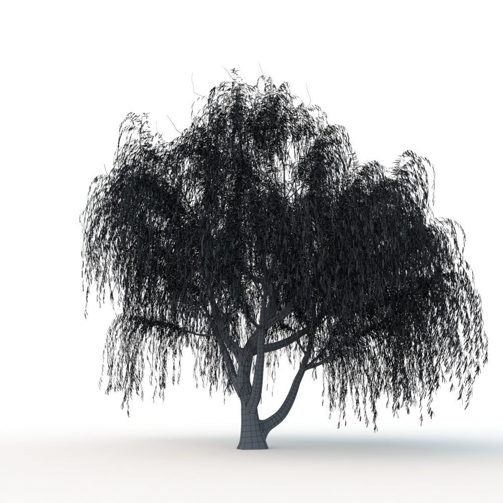 willow tree 3D model | CGTrader