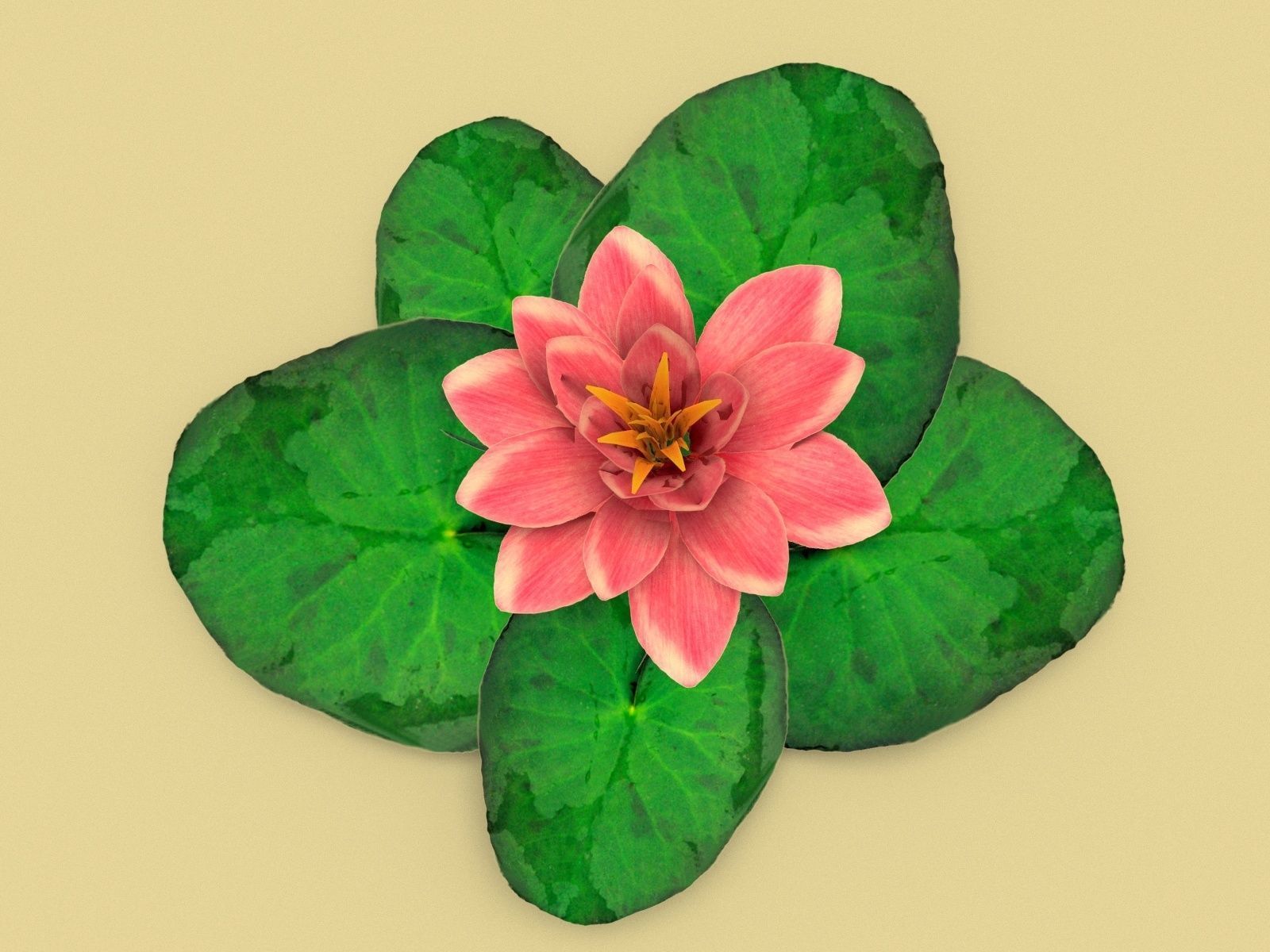 3D model Water Lily VR / AR / low-poly | CGTrader