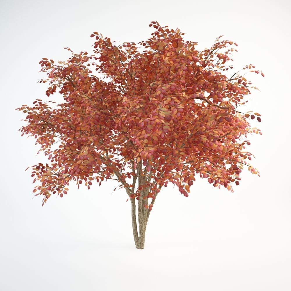 Juneberry Amelanchier canadensis set 3D model | CGTrader