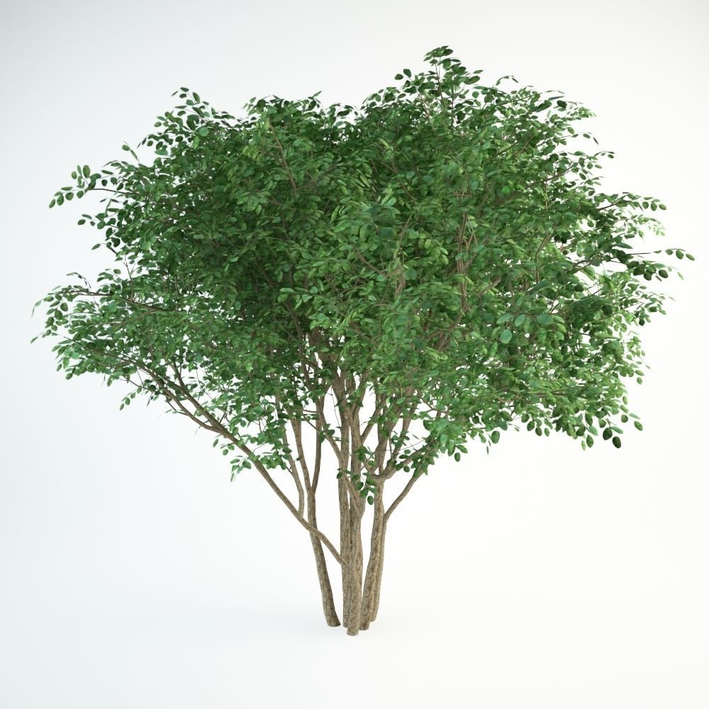Juneberry Amelanchier canadensis set 3D model | CGTrader
