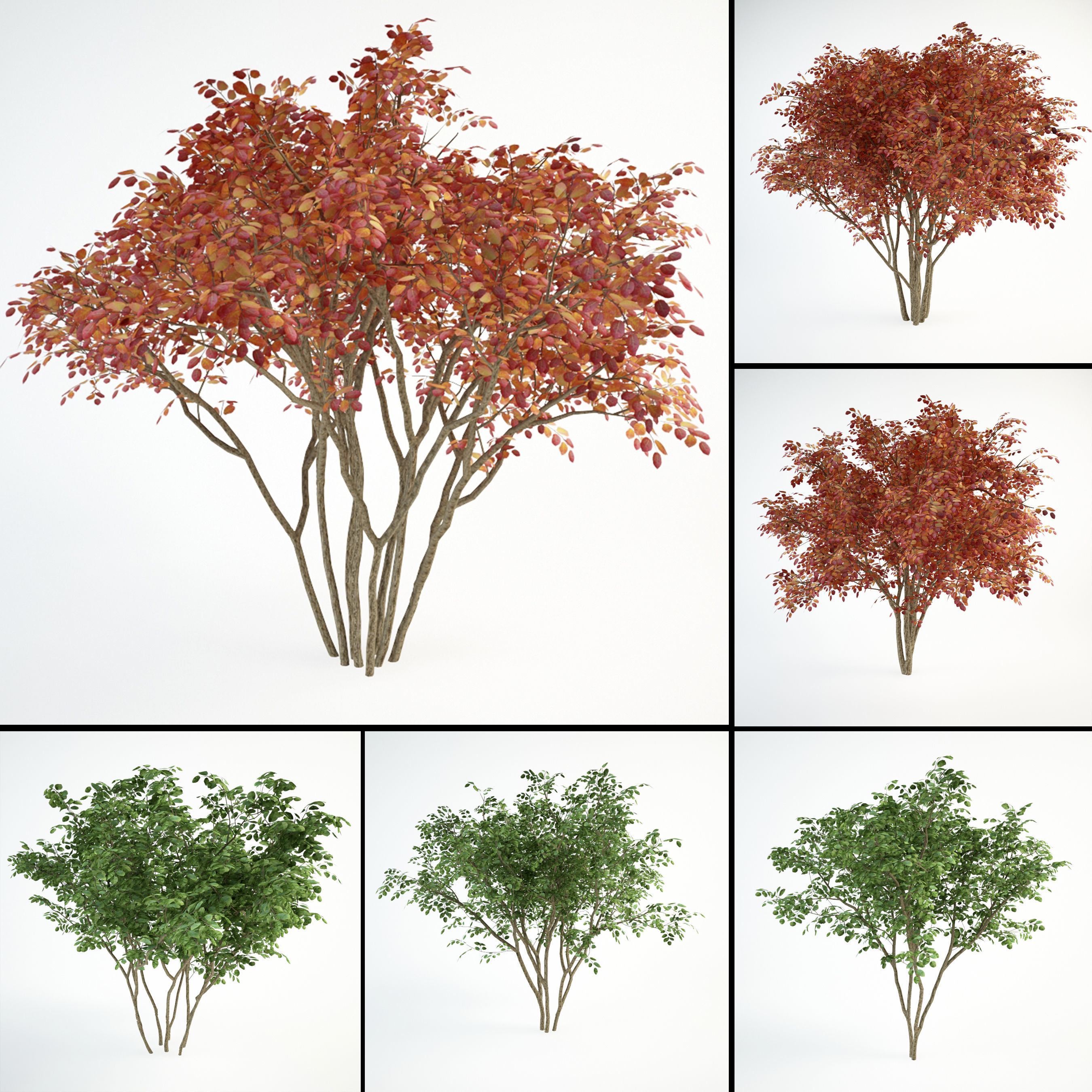 Juneberry Amelanchier canadensis set 3D model | CGTrader