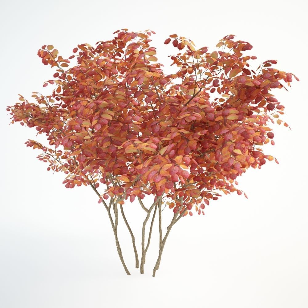 Juneberry Amelanchier canadensis set 3D model | CGTrader