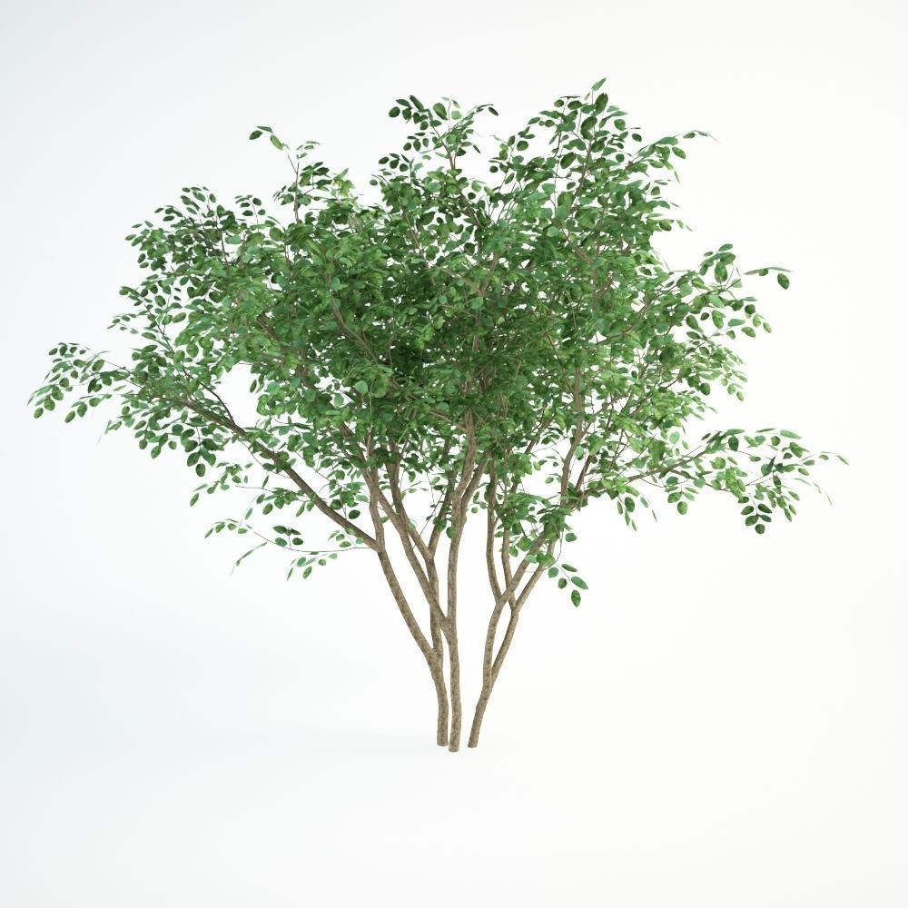 Juneberry Amelanchier canadensis set 3D model | CGTrader