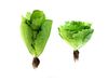 3D model 2 Lettuce - Low Poly two cabbages VR / AR / low-poly | CGTrader