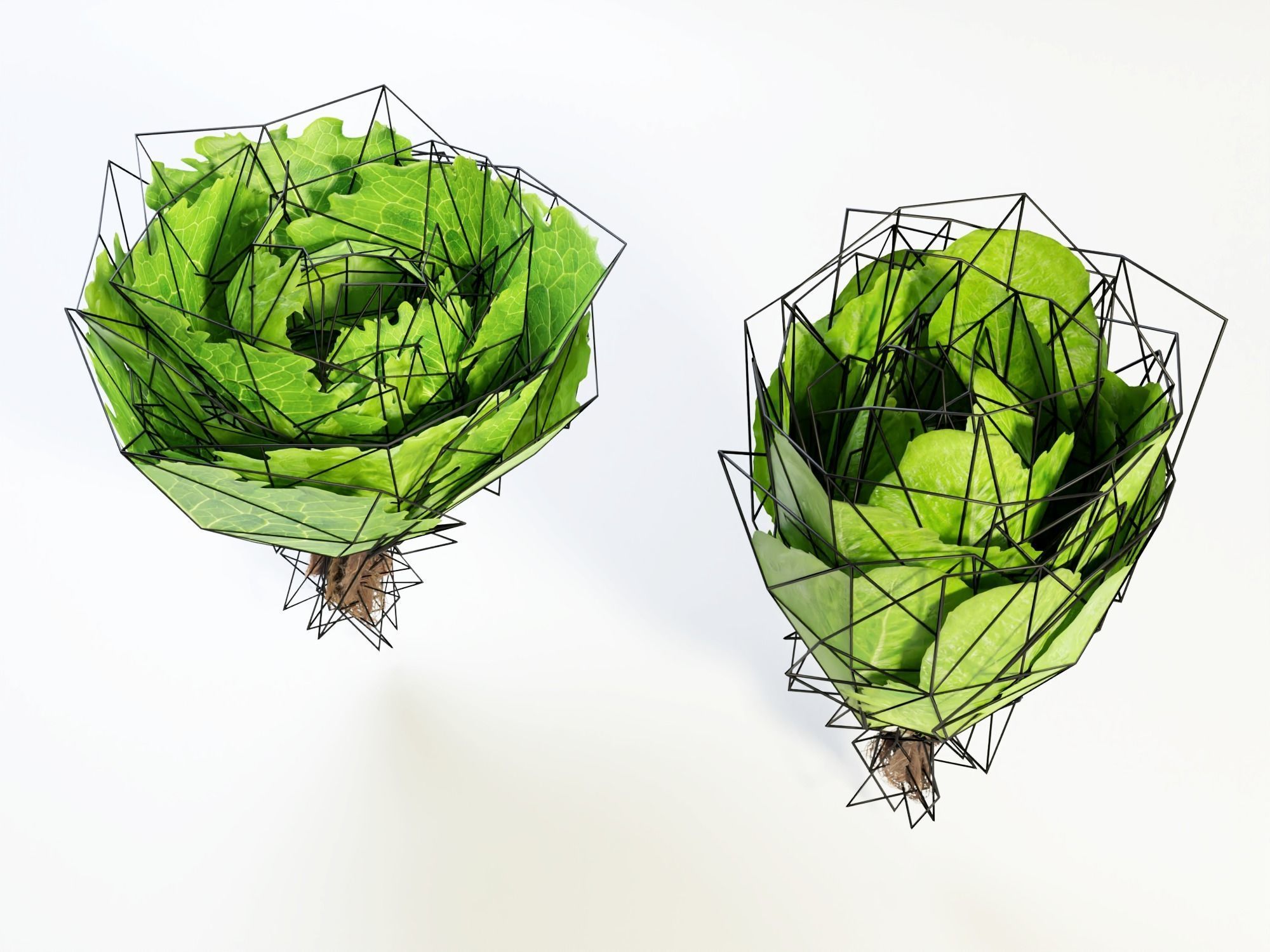 3D model 2 Lettuce - Low Poly two cabbages VR / AR / low-poly | CGTrader