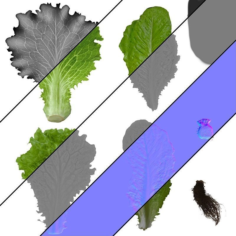 3D model 2 Lettuce - Low Poly two cabbages VR / AR / low-poly | CGTrader
