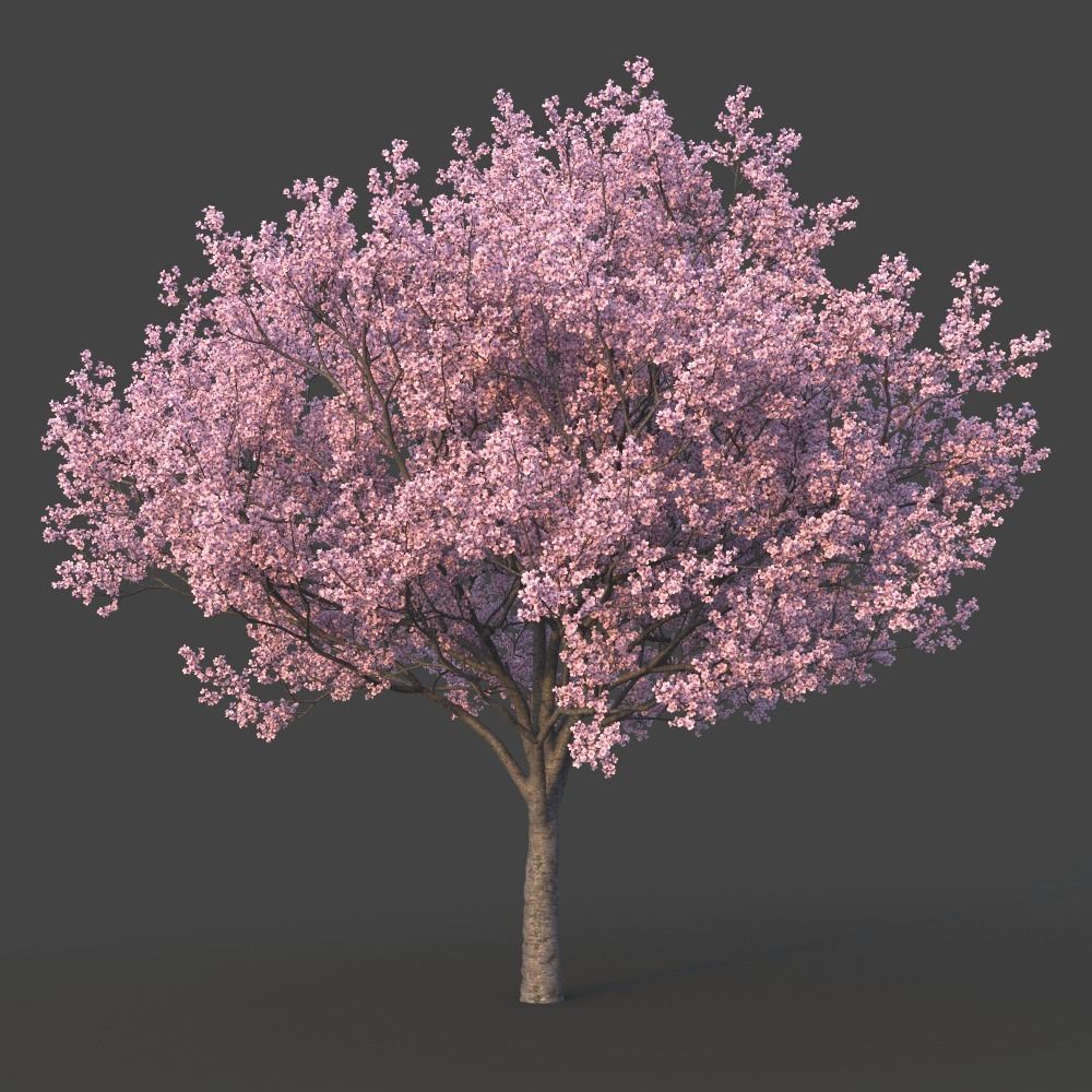 Sakura Tree 3D model | CGTrader