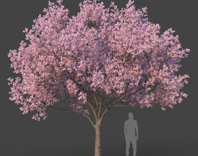 Japanese tree 3D Models | CGTrader