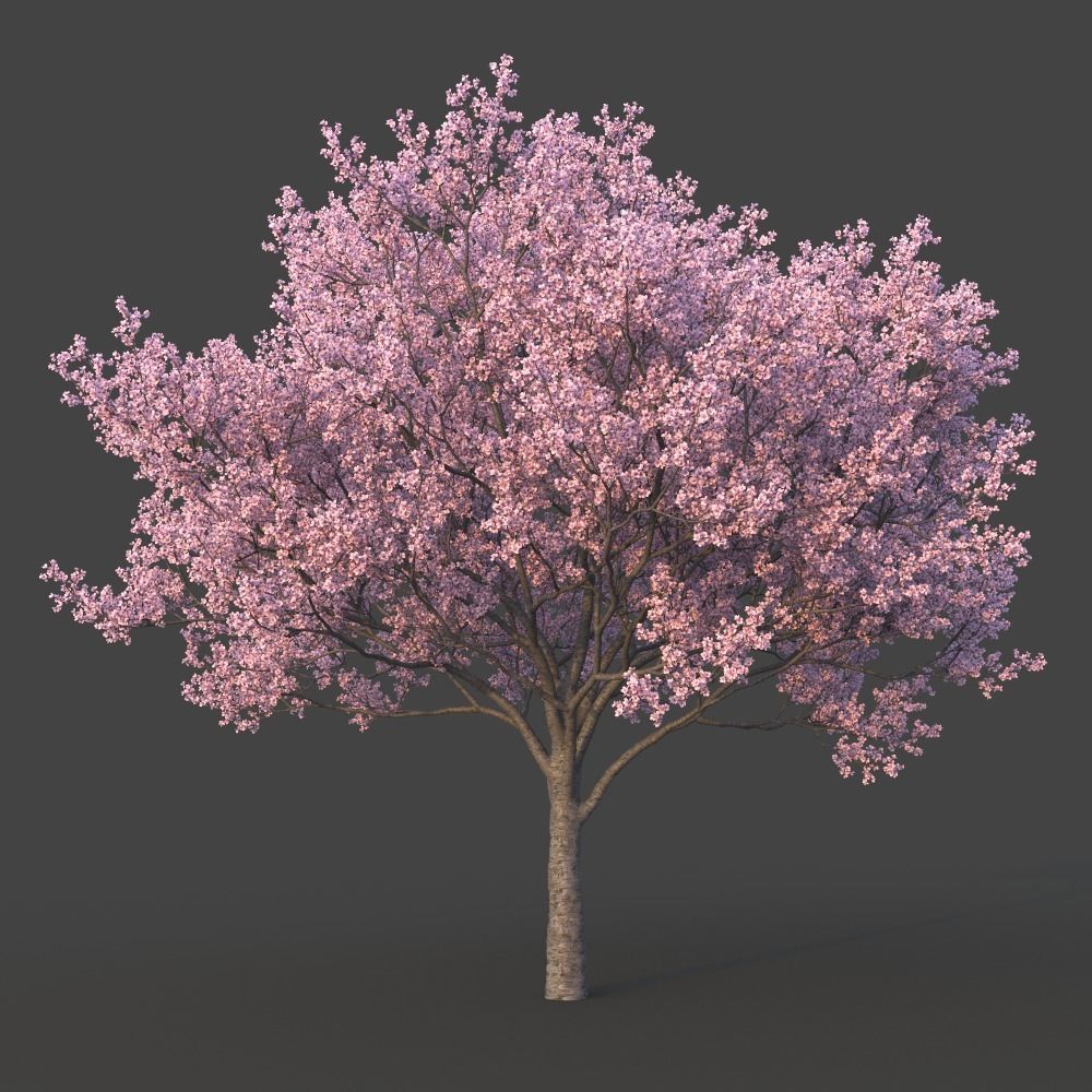Sakura Tree 3D model | CGTrader