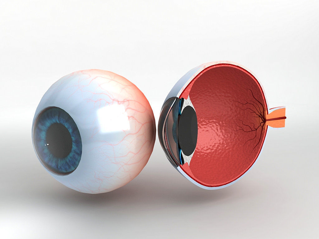 Human Eye With Cutaway 3D model | CGTrader