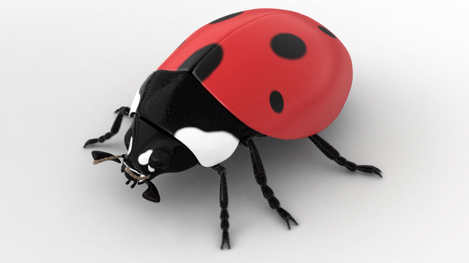 Ladybug 3D model | CGTrader