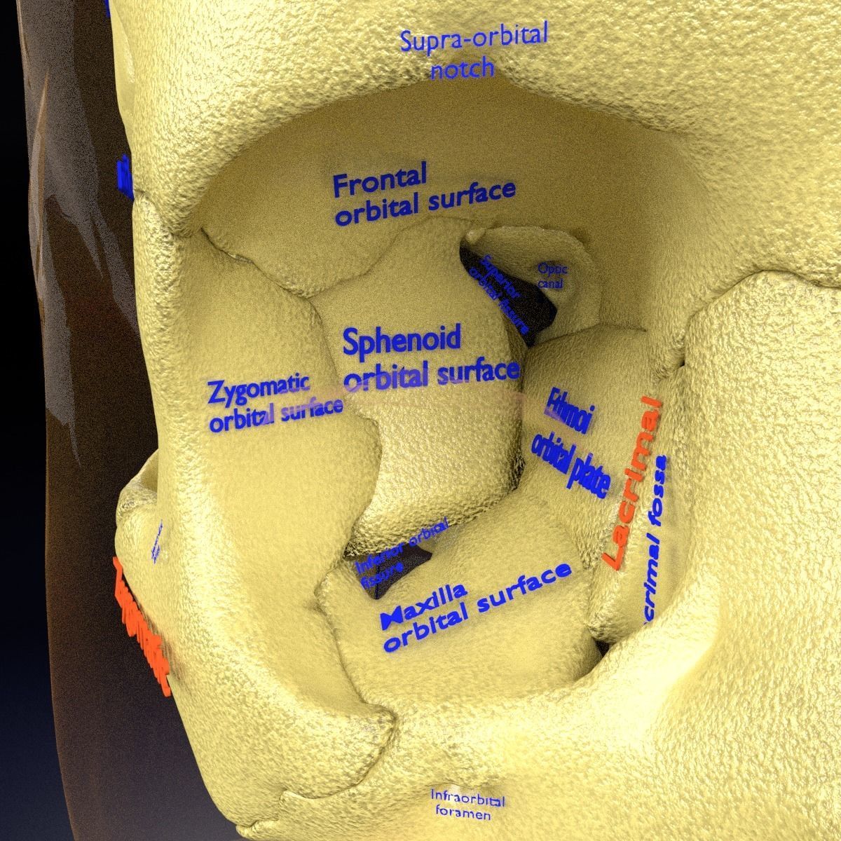 skull labelled anatomy text ldetailed 3D model 3D printable | CGTrader