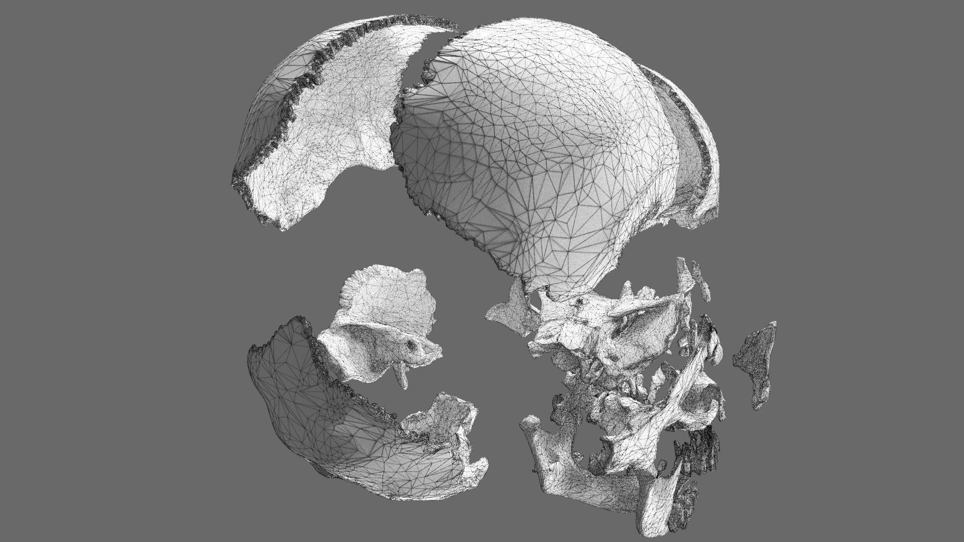 skull labelled anatomy text ldetailed 3D model 3D printable | CGTrader