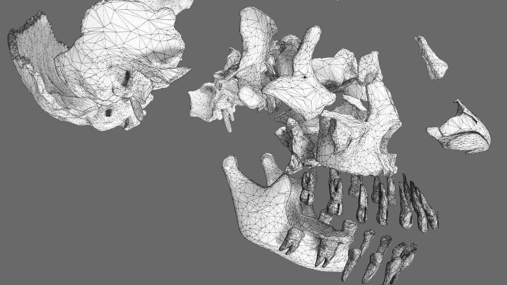 skull labelled anatomy text ldetailed 3D model 3D printable | CGTrader