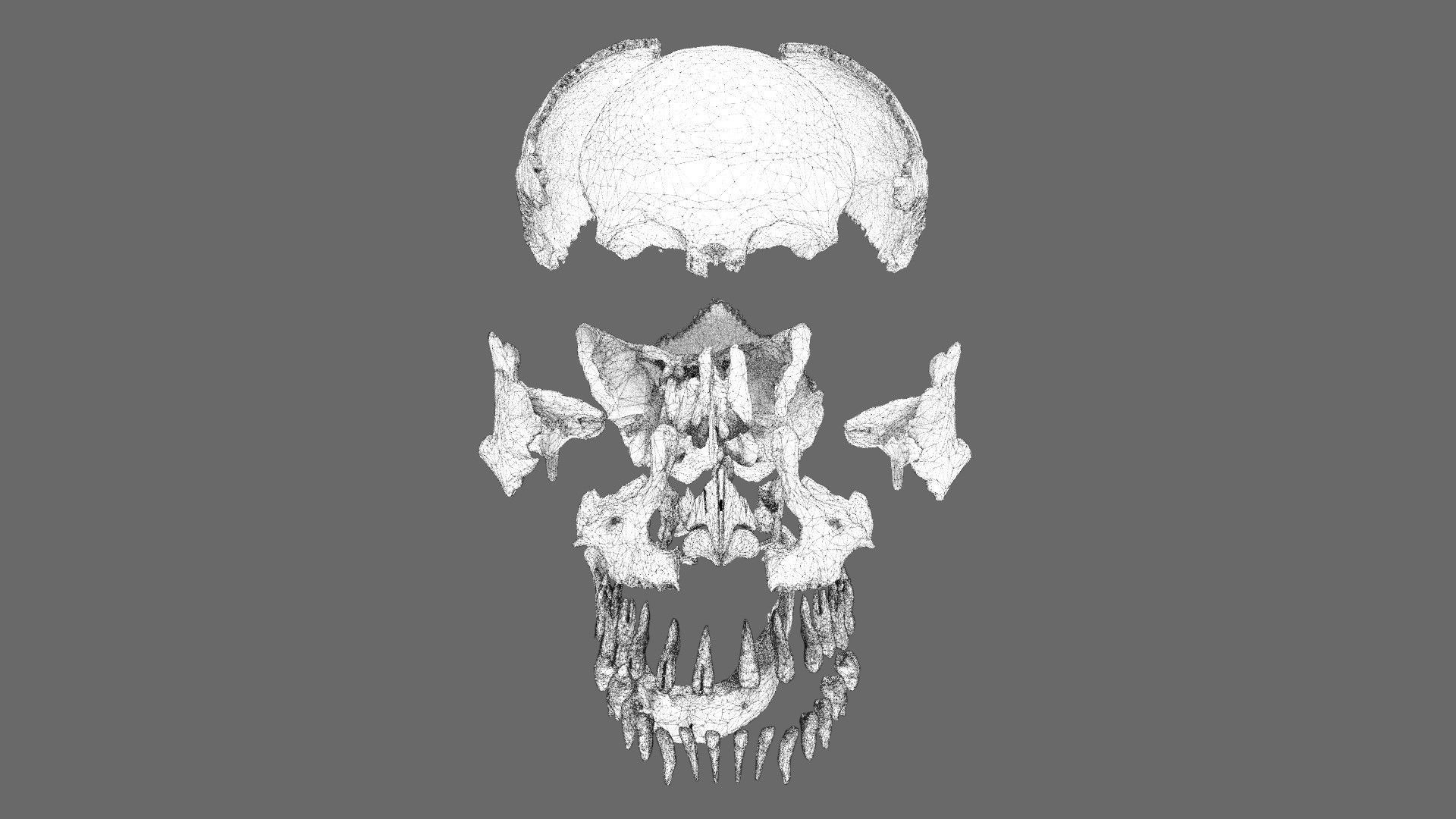 skull labelled anatomy text ldetailed 3D model 3D printable | CGTrader